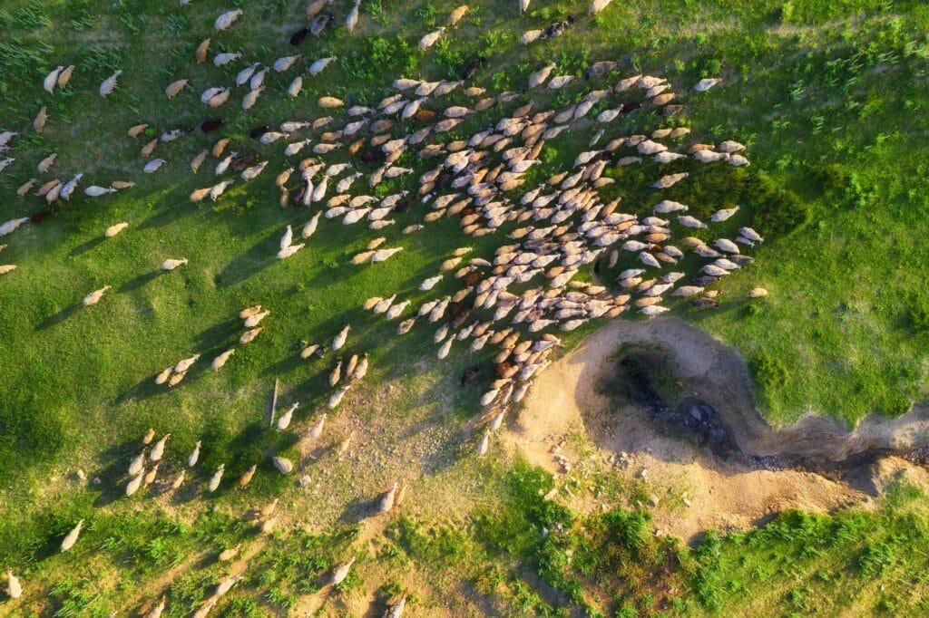 How Drones Are Revolutionizing Wildlife Conservation - DroneWorld.com
