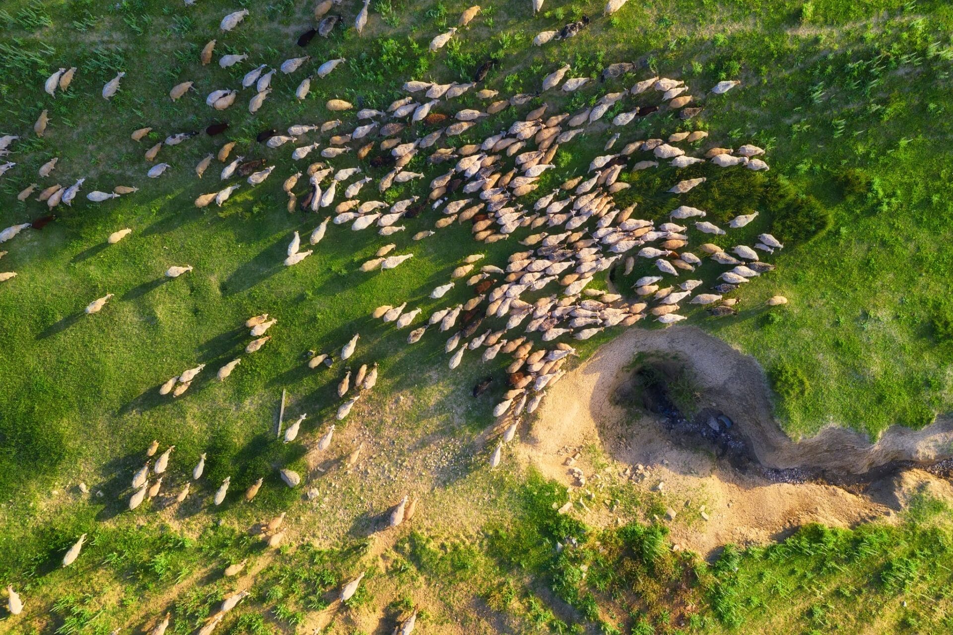 How Drones Are Revolutionizing Wildlife Conservation - DroneWorld.com