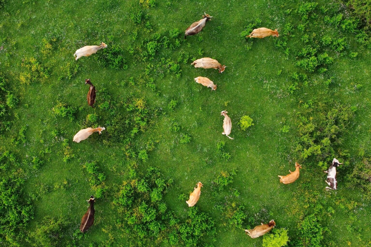 How to Fly Your Drone Safely Around Wildlife - DroneWorld.com